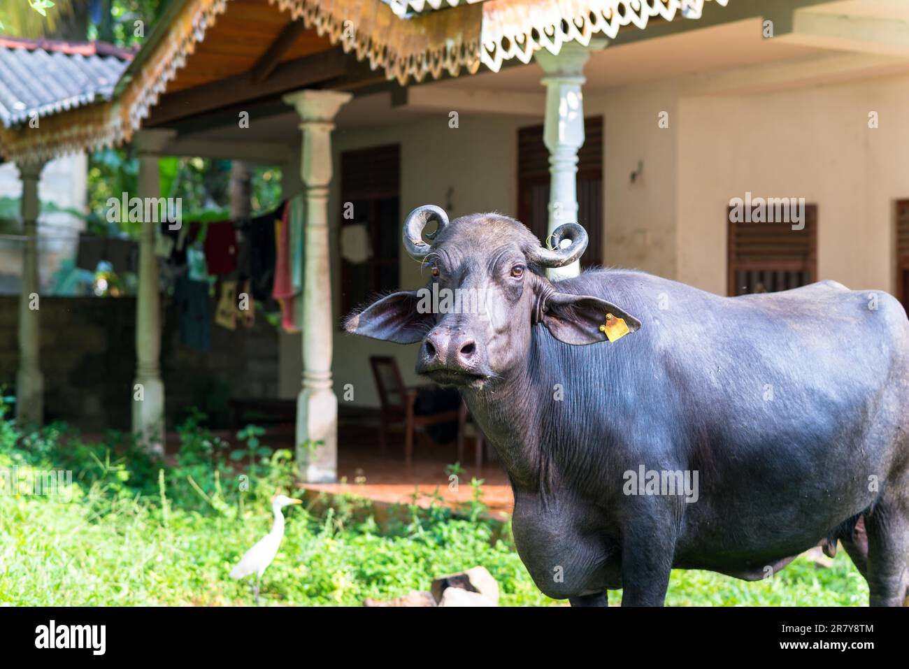 Domestic Asian water buffalo outside from Unawatuna, a small coastal ...