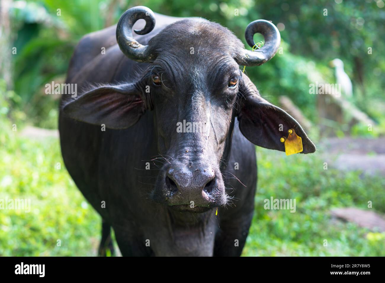 Domestic Asian water buffalo outside from Unawatuna, a small coastal ...