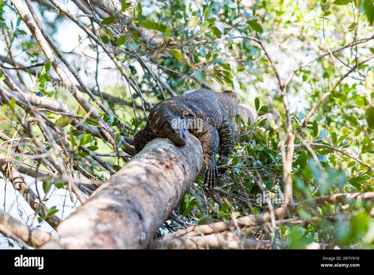 Big lizards hi-res stock photography and images - Alamy