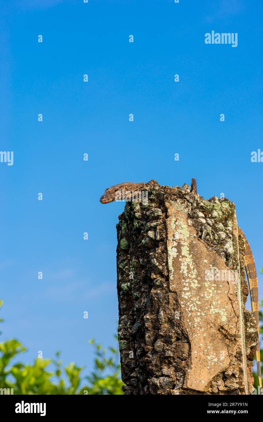 Warmed by the sun hi-res stock photography and images - Alamy