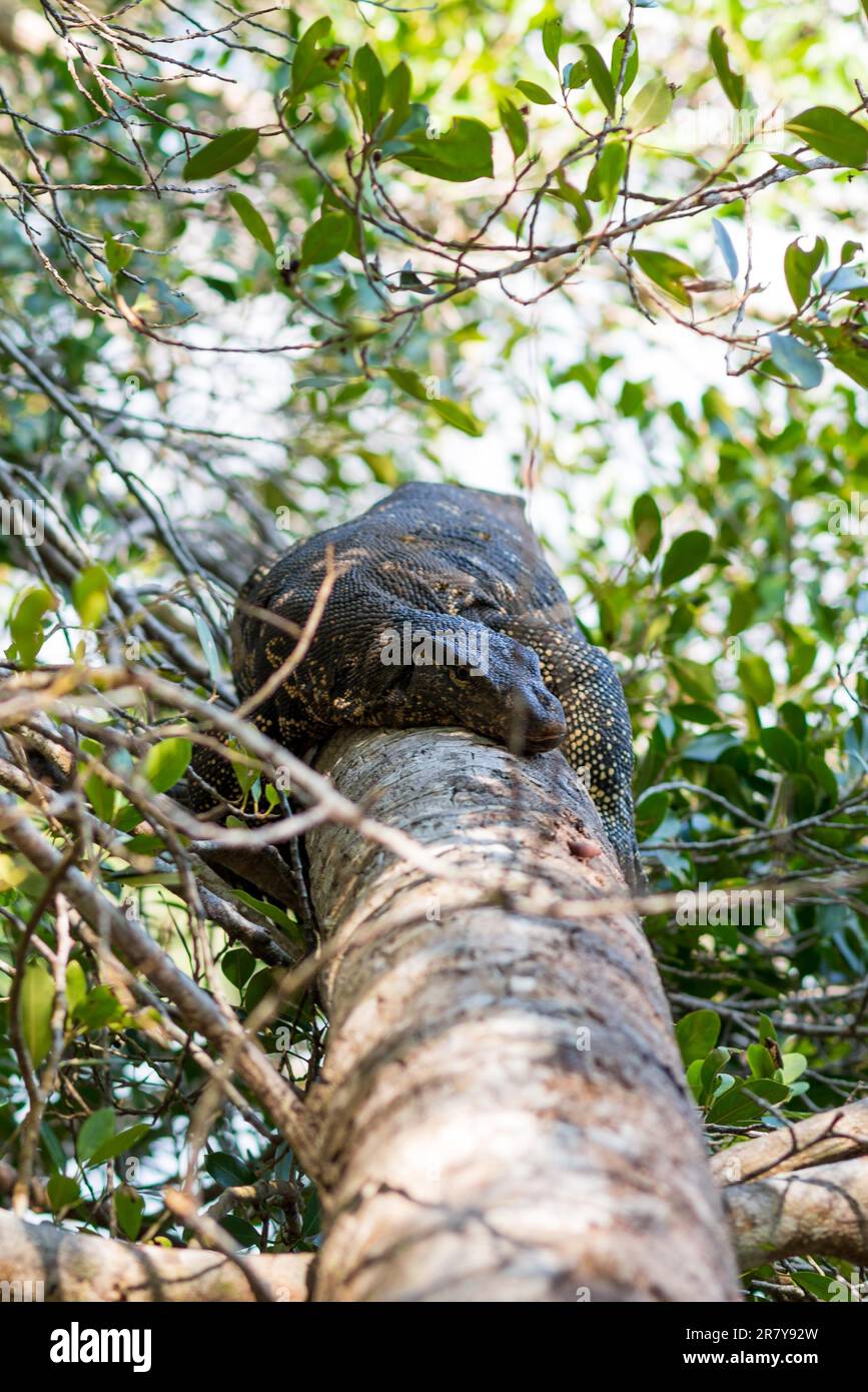Big water monitor resting on tree limb at the Hikkaduwa lake in Sri ...
