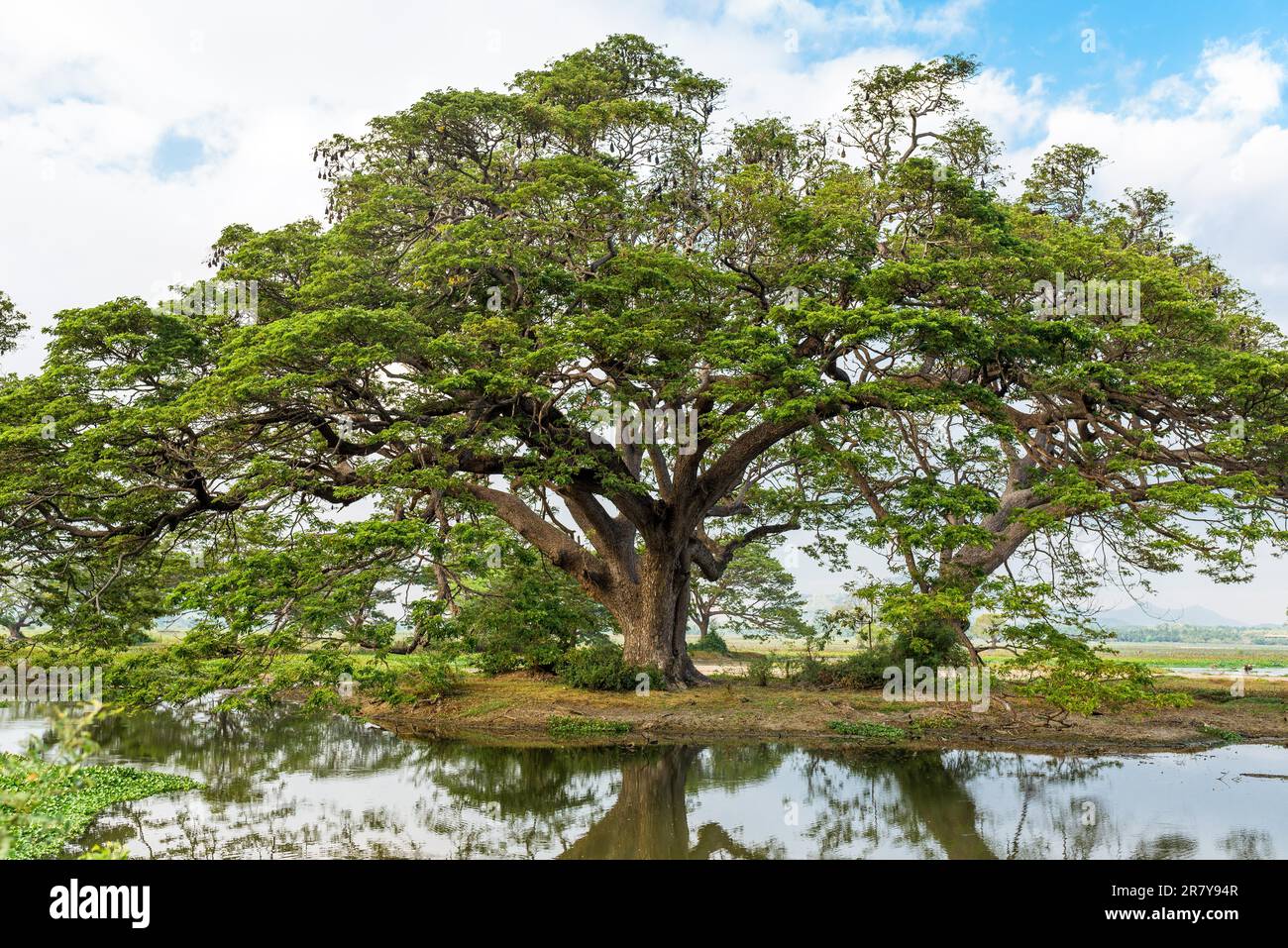 Old Saman trees in Tissamaharama on Sri Lanka. The trees were planted ...