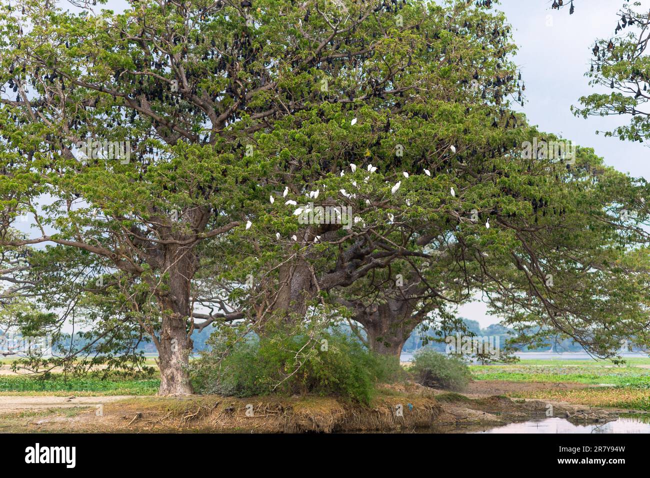 Old Saman trees in Tissamaharama on Sri Lanka. The trees were planted ...