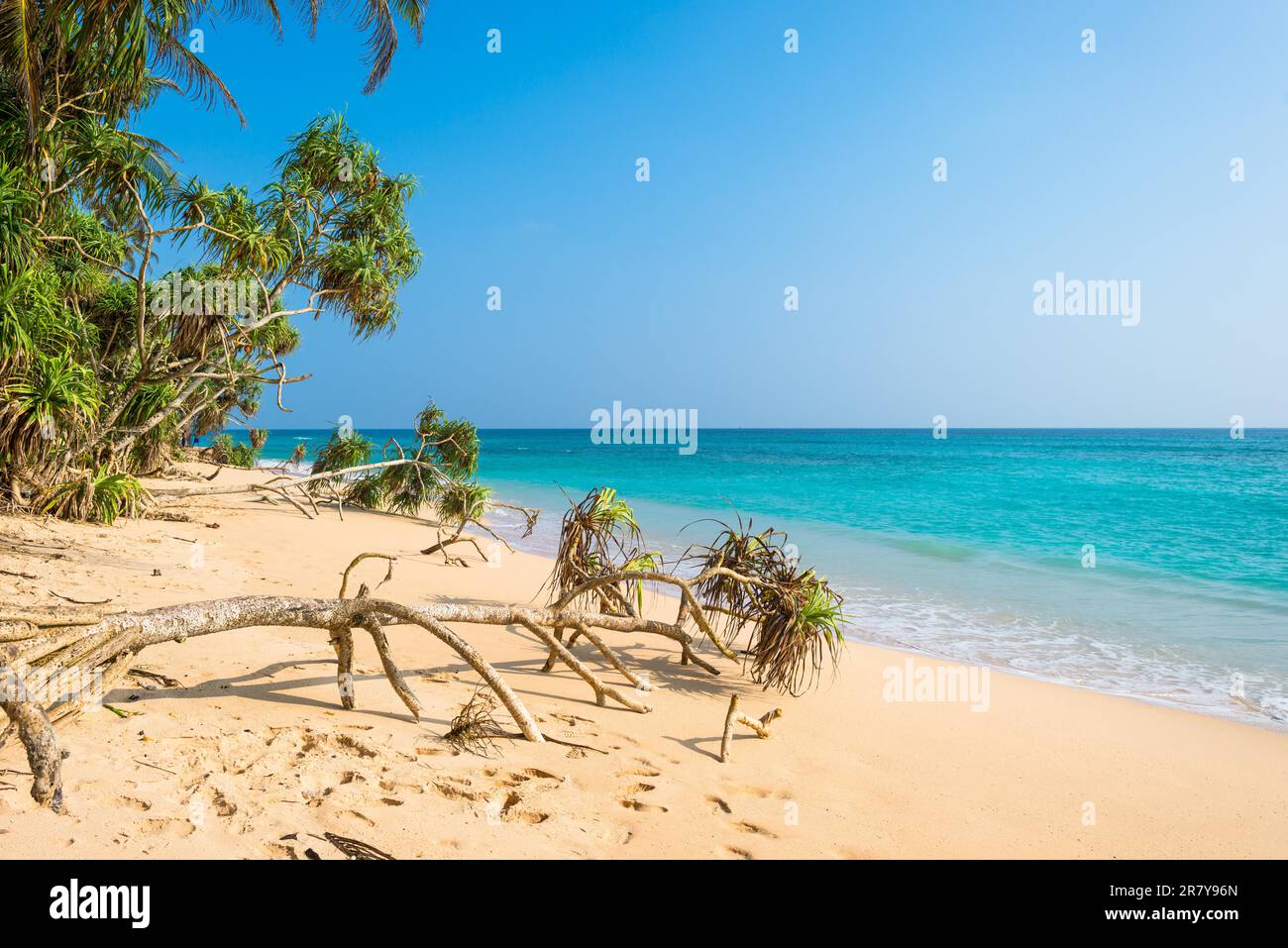 Tropical beach with fine sand, pandanus and coconut trees near the ...