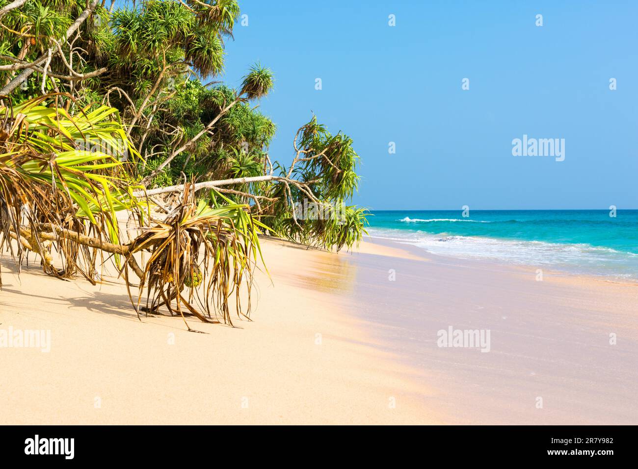 Tropical beach with fine sand, pandanus and coconut trees near the ...