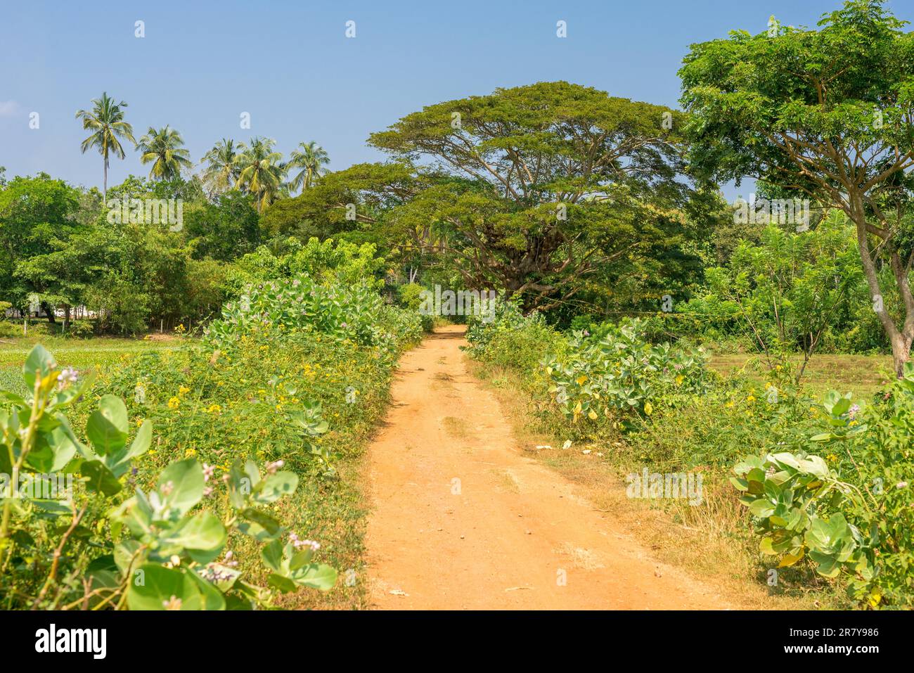 Dirt road nearby the small town Weeraketiya in the Southern Province of ...