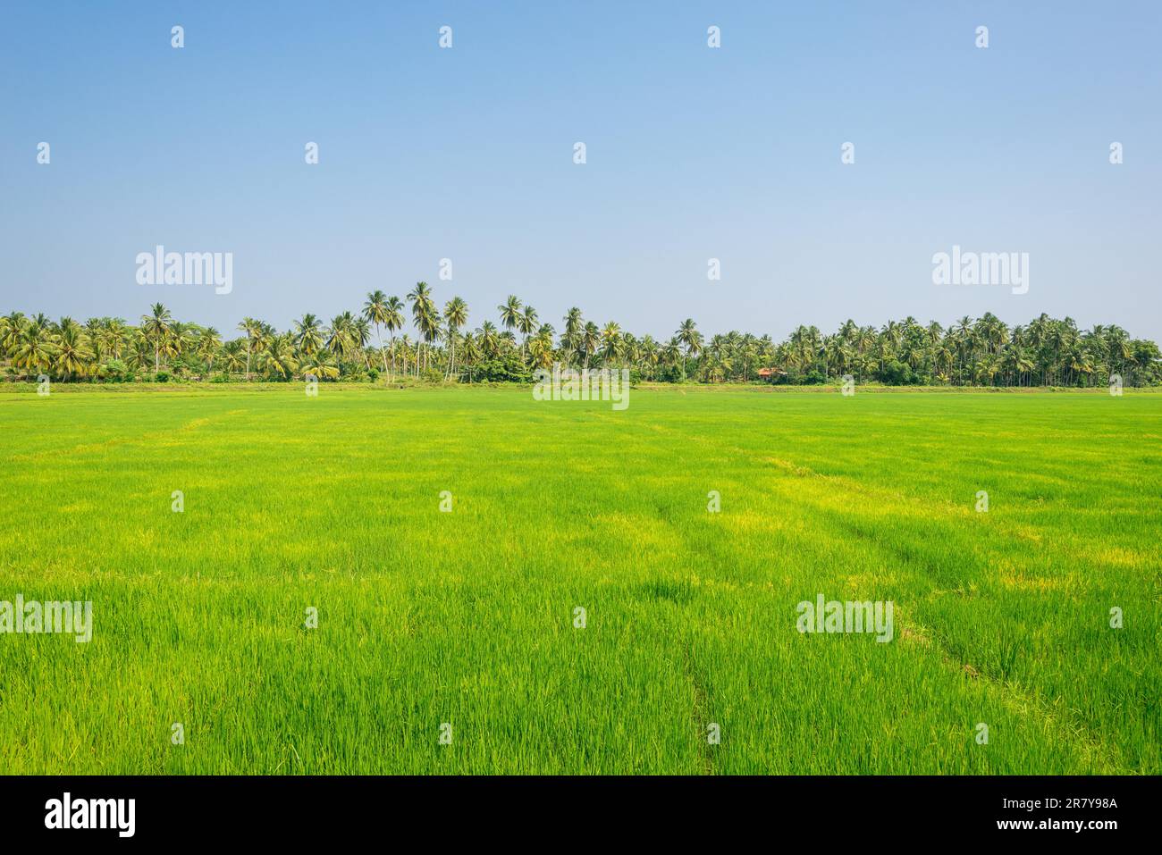 Rice cultivation near the village Weeraketiya in the south of Sri Lanka ...