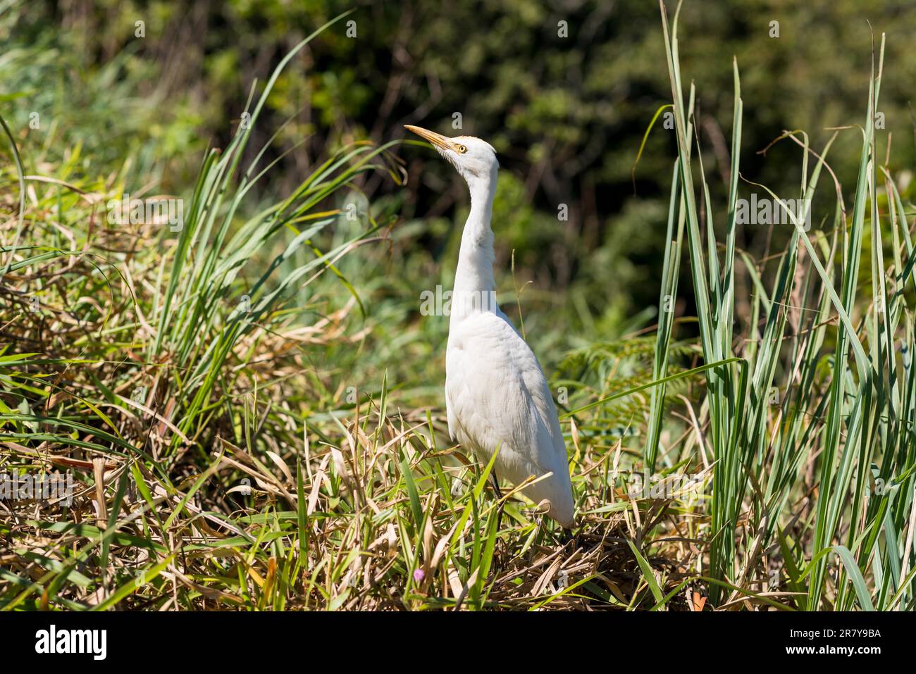The eastern great egret has a wide distribution throughout Asia and ...