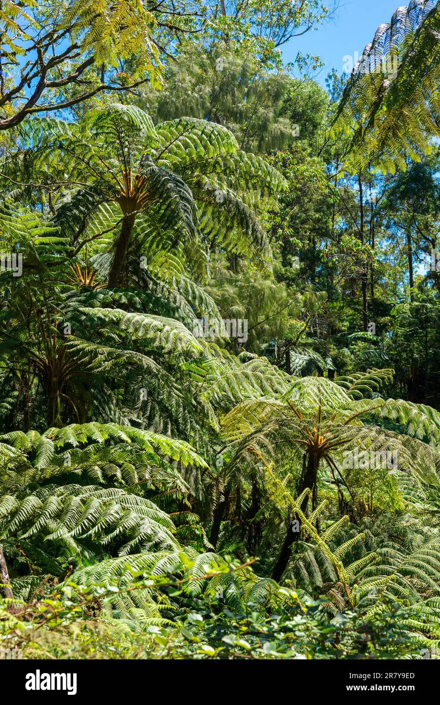Big fronds from a tree fern in the tropical moist broadleaf forests in ...