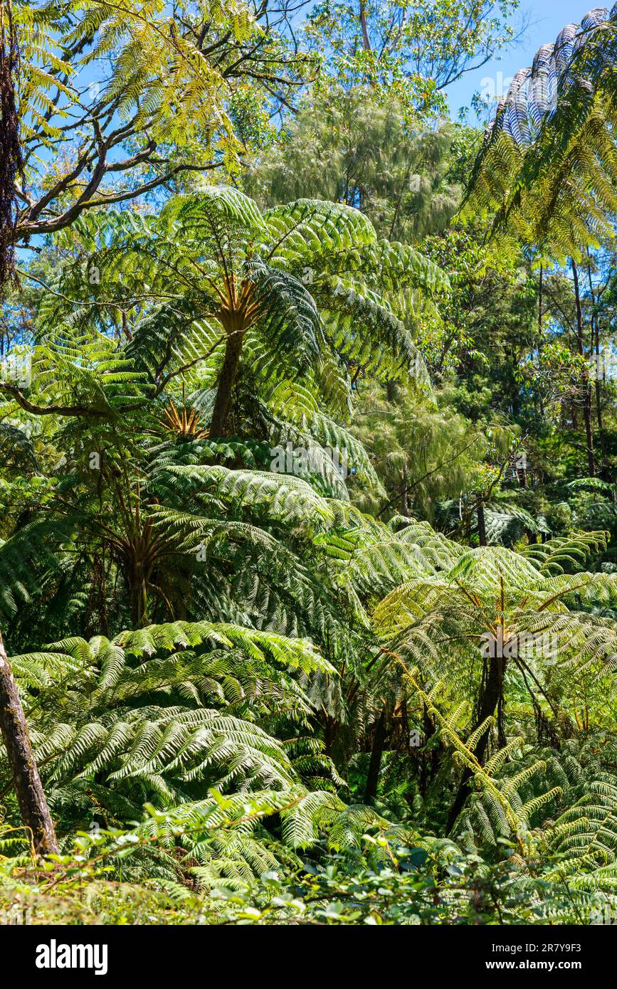 Big fronds from a tree fern in the tropical moist broadleaf forests in ...
