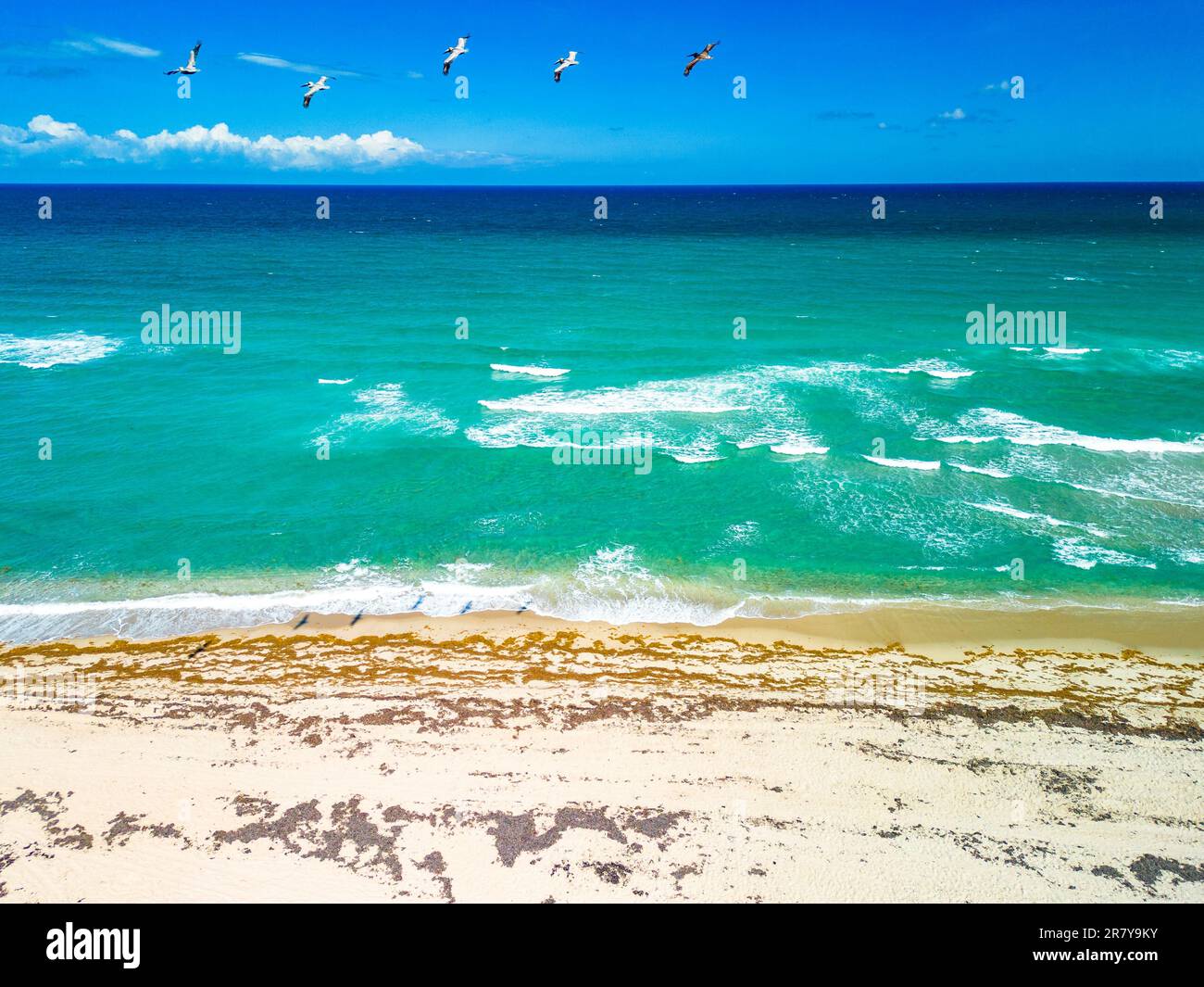 Phipps ocean park hi-res stock photography and images - Alamy