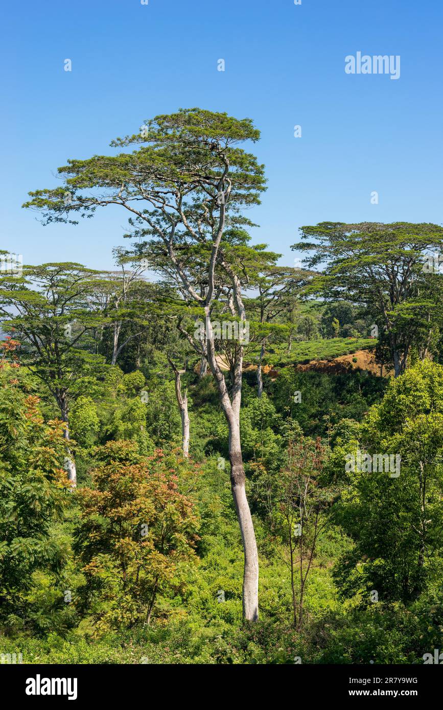 Large trees in the highlands of Sri Lanka between the towns Bandarawela ...