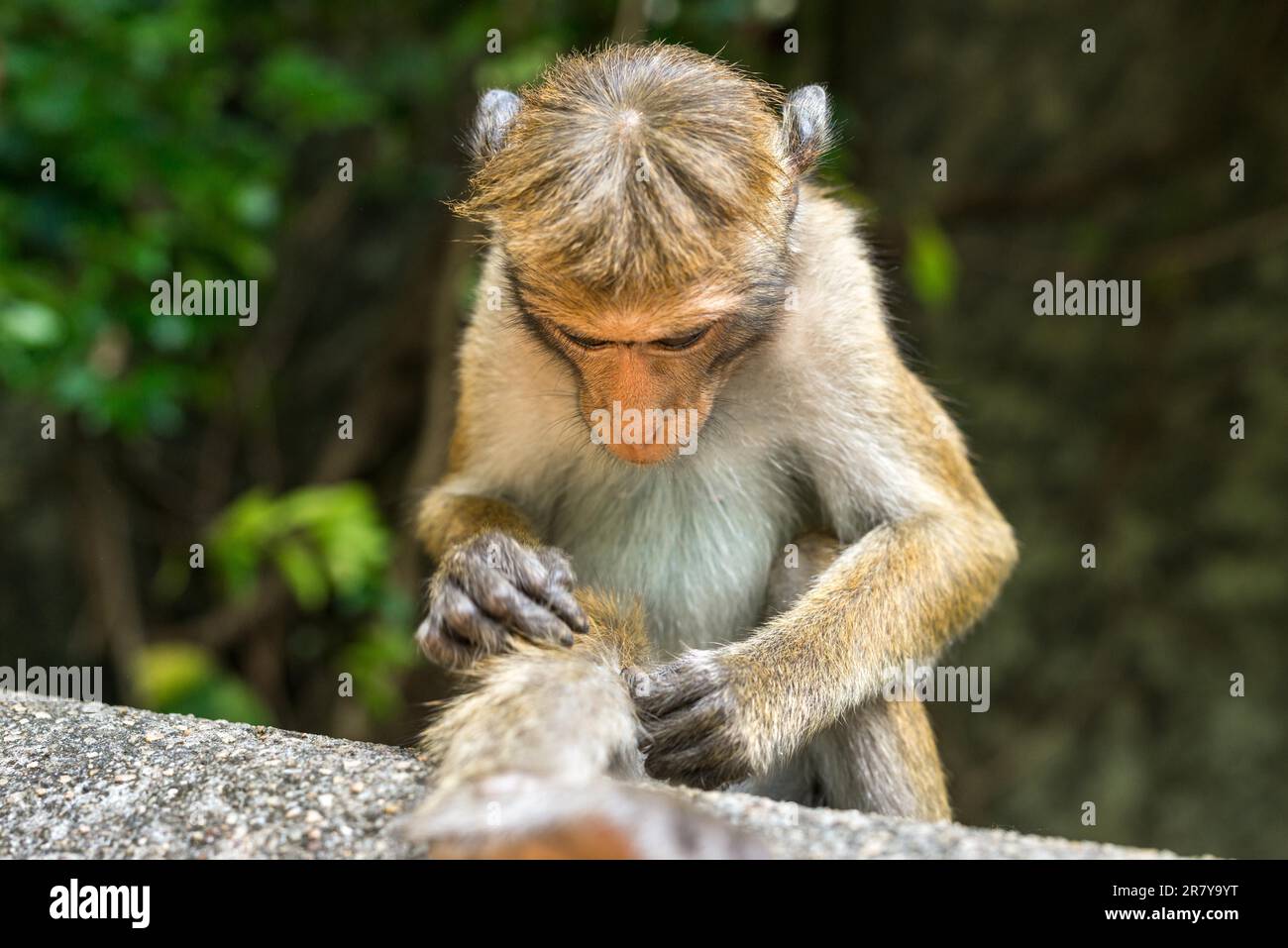 Sri lanka temple monkey dambulla hi-res stock photography and images ...