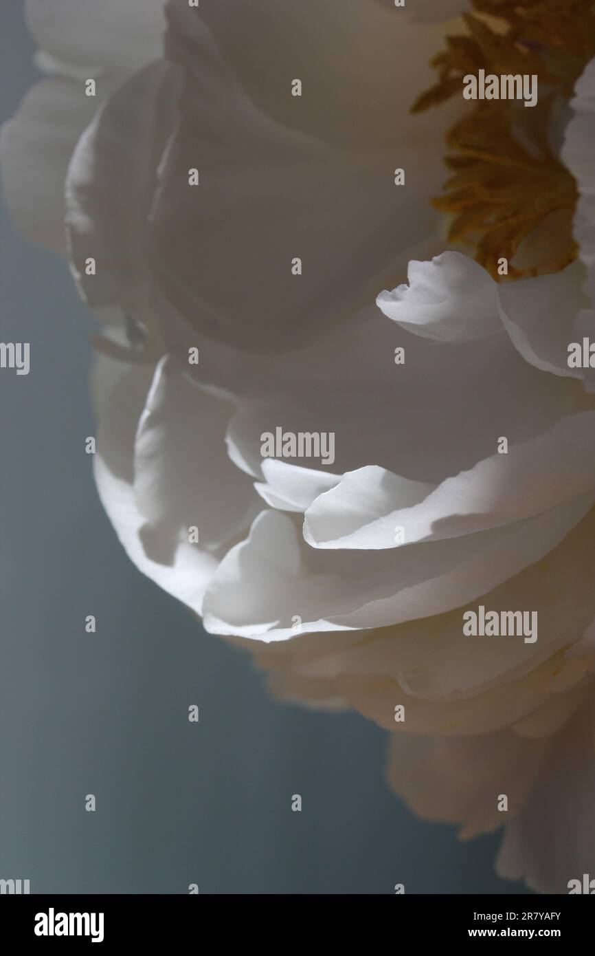 White peony petals hi-res stock photography and images - Alamy