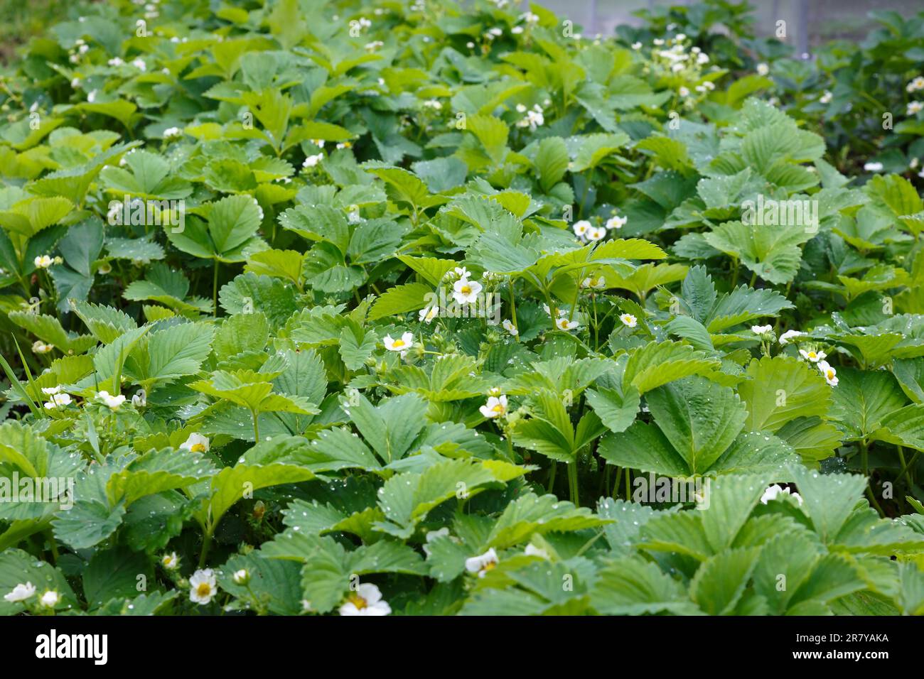 Strawberry plant in the garden with white flowers and green leaves ...