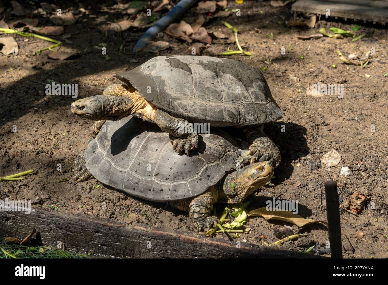 Two giant Asian pond turtle climbing one upon the other Stock Photo - Alamy