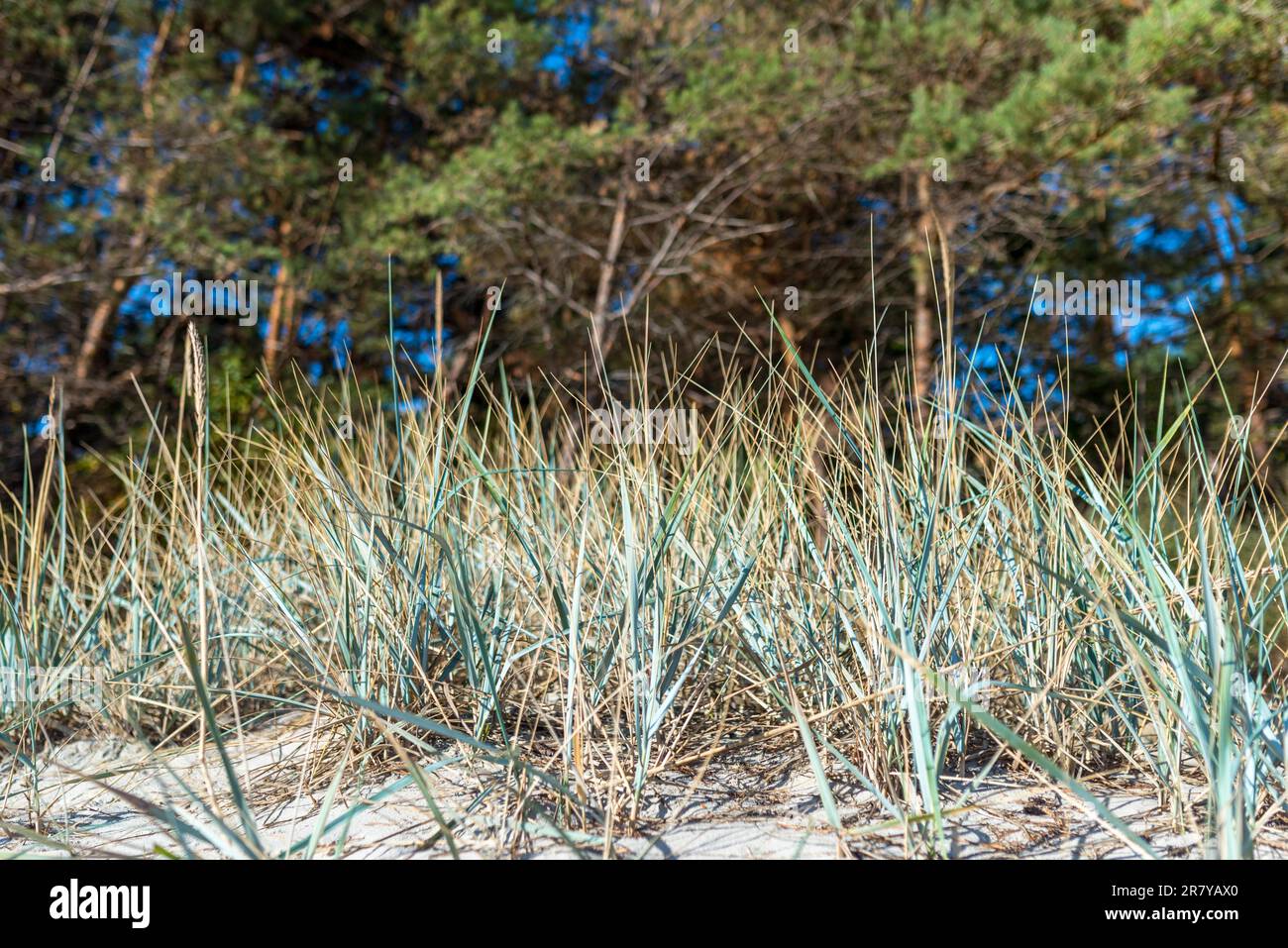 Beach grass on coastal dunes at the Prora beach of the seaside resort ...