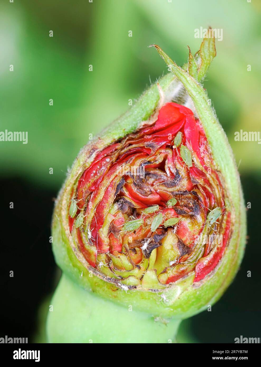 Rose bud with green lice Stock Photo - Alamy