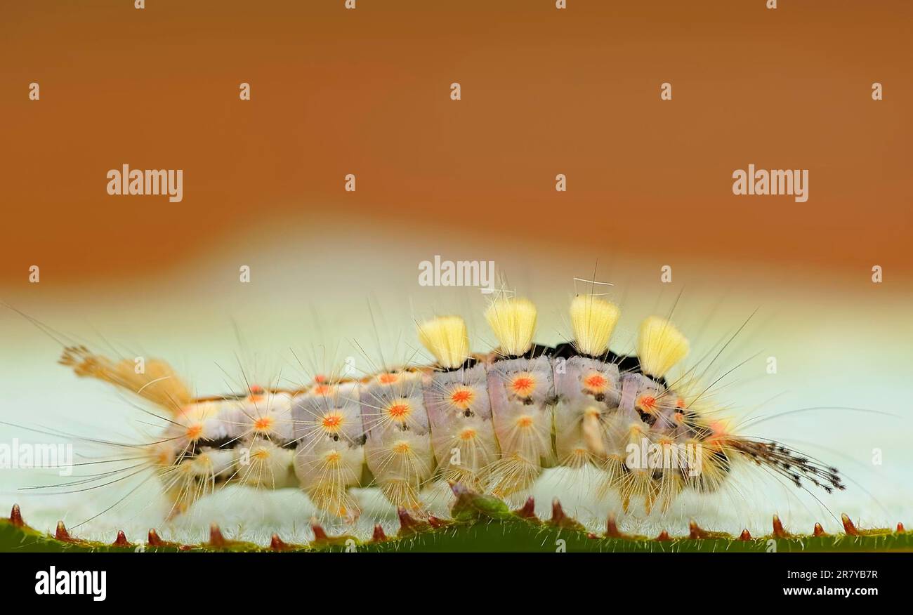 Caterpillar of the rusty tussock moth Stock Photo - Alamy
