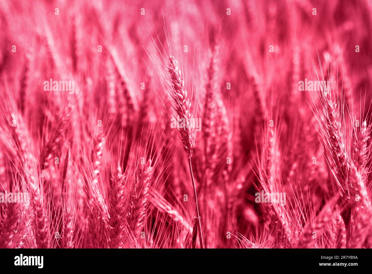 Young wheat. Color of 2023 year, pink, viva magenta Stock Photo - Alamy