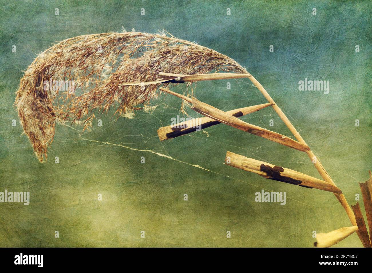 Spider web on a dry plant Stock Photo - Alamy