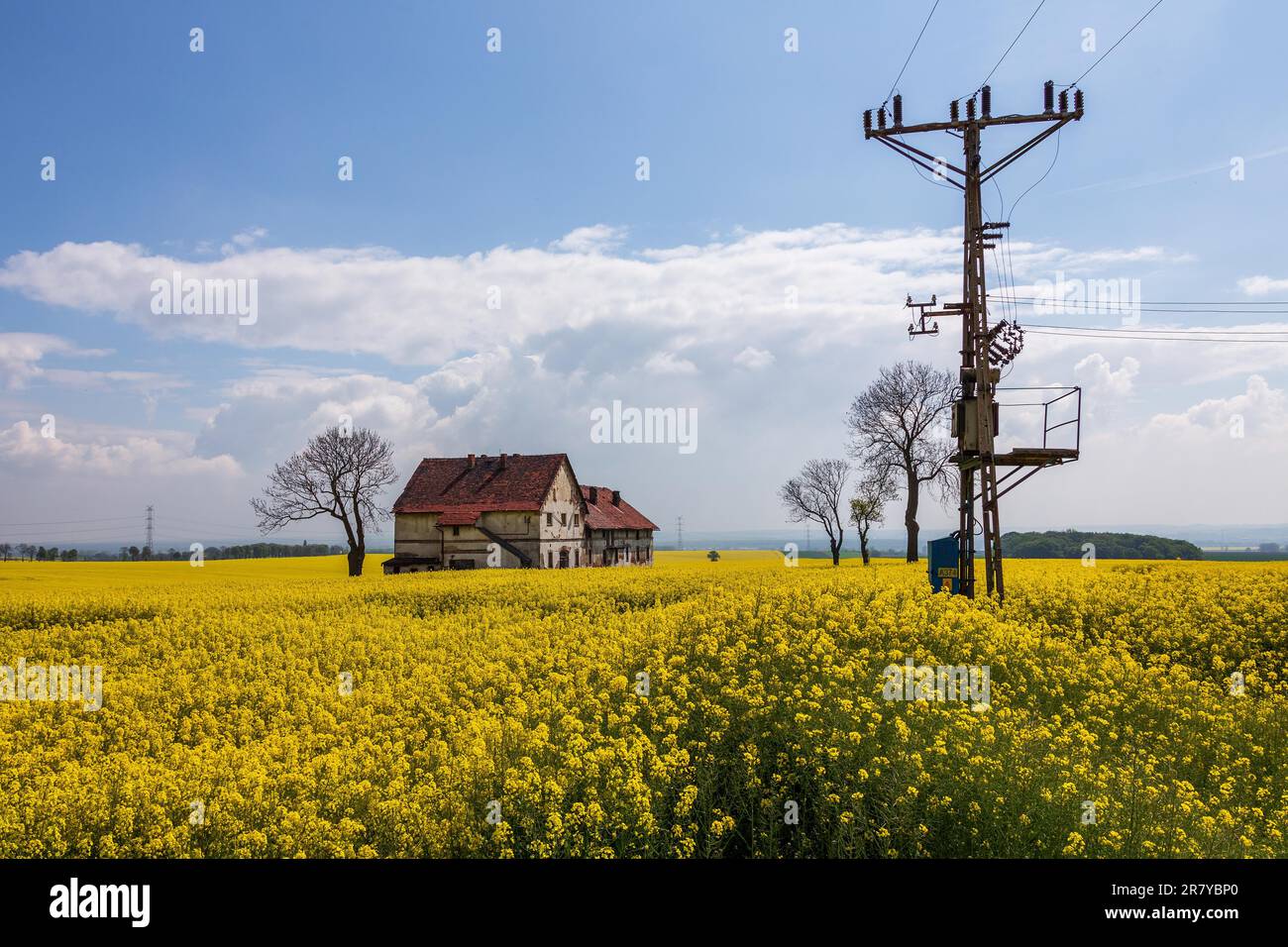 Abandoned house on a rapeseed field Stock Photo - Alamy