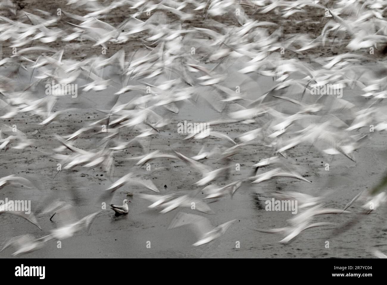 Flock seagull birds fly hi-res stock photography and images - Alamy