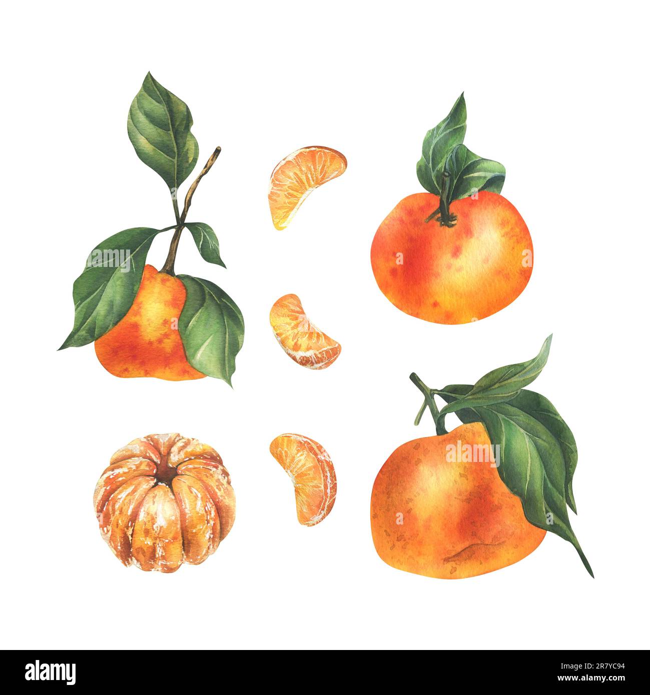 Orange tangerines with green branch and leaves, citrus tropical fruit ...