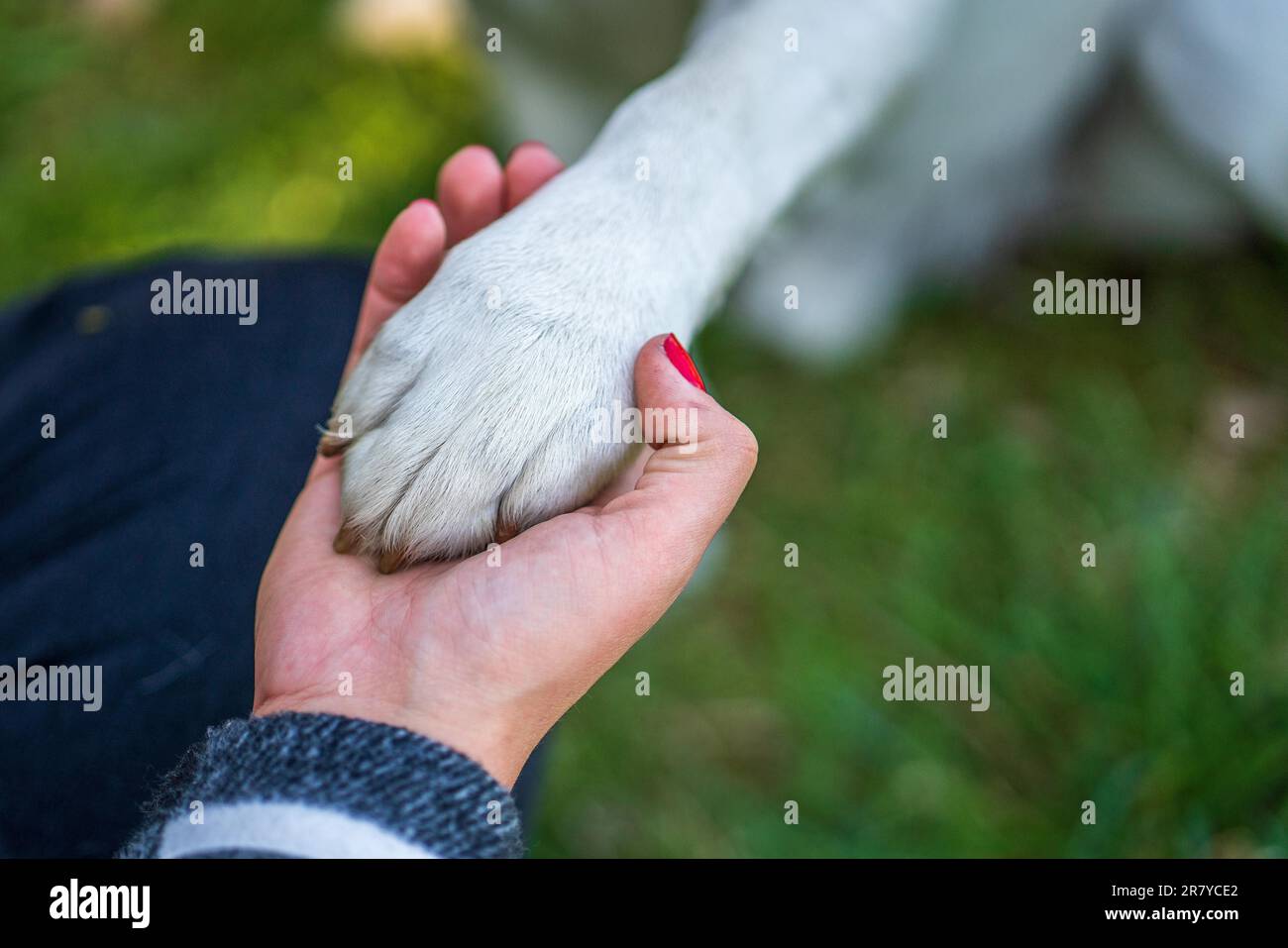 Dog paw hand hi-res stock photography and images - Alamy