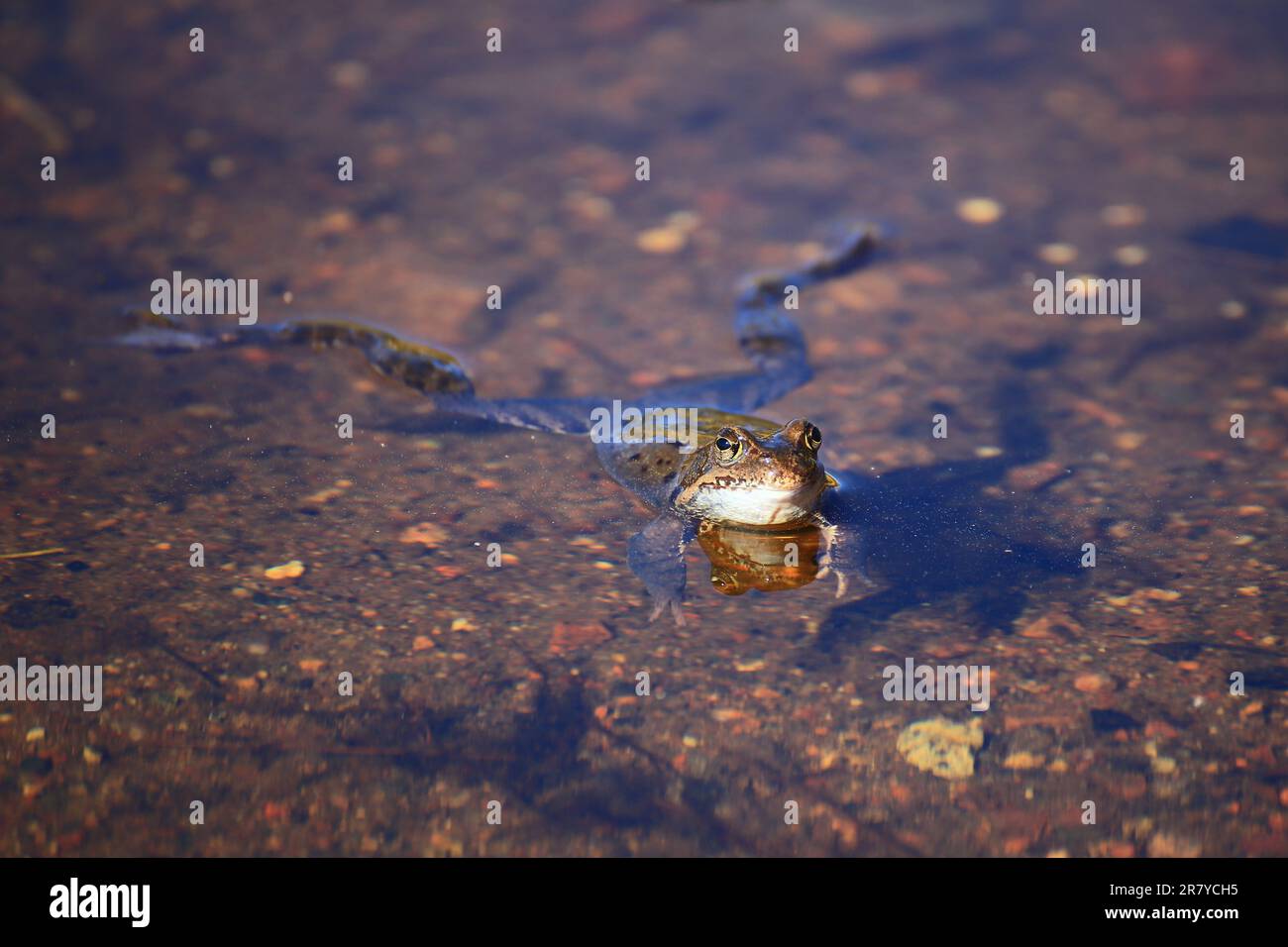 Single common grass frog (Rana temporaria) swimming in shallow water ...