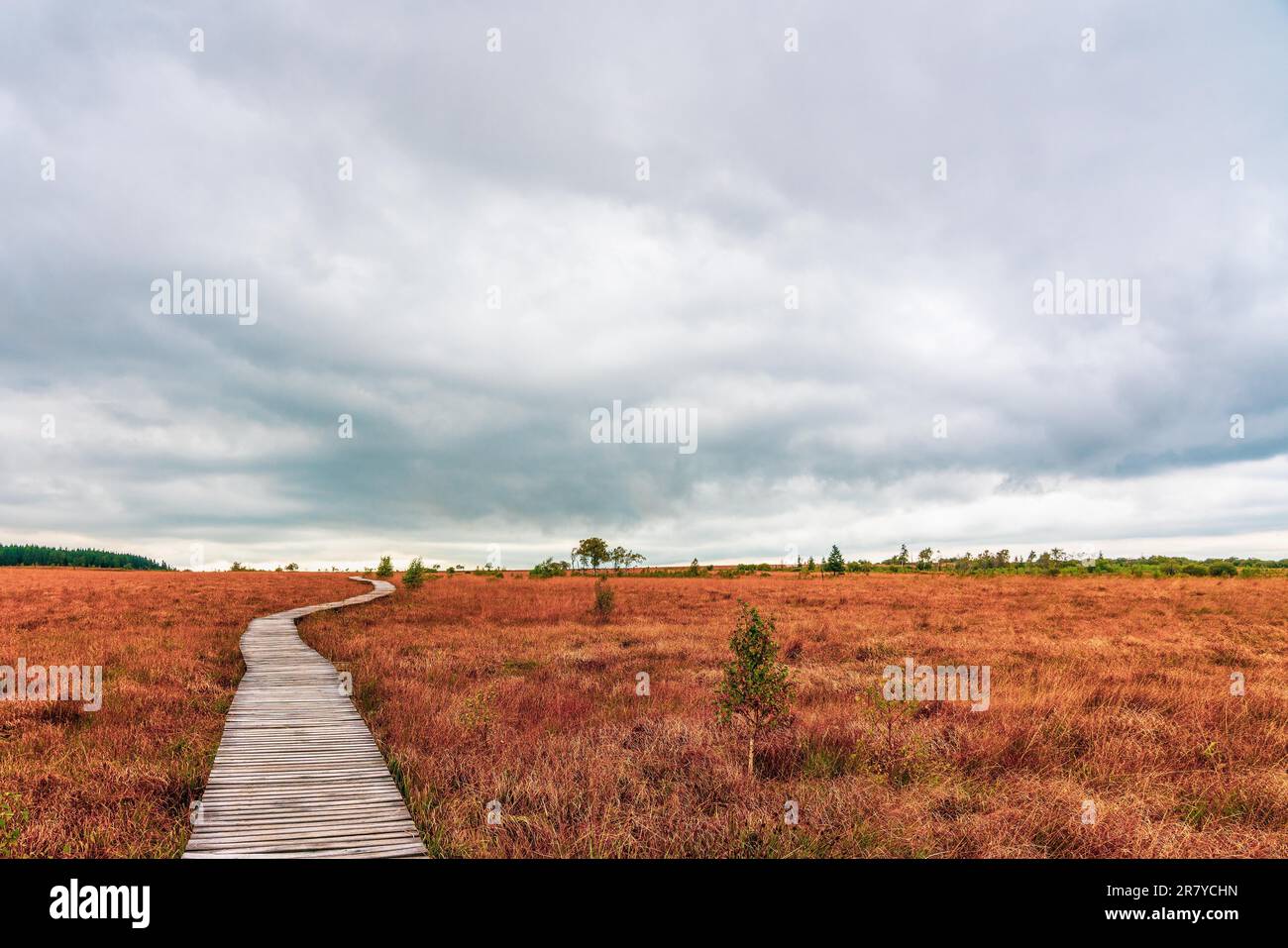 Landscape in the High Fens Nature Park in the Eifel, Belgium Stock ...