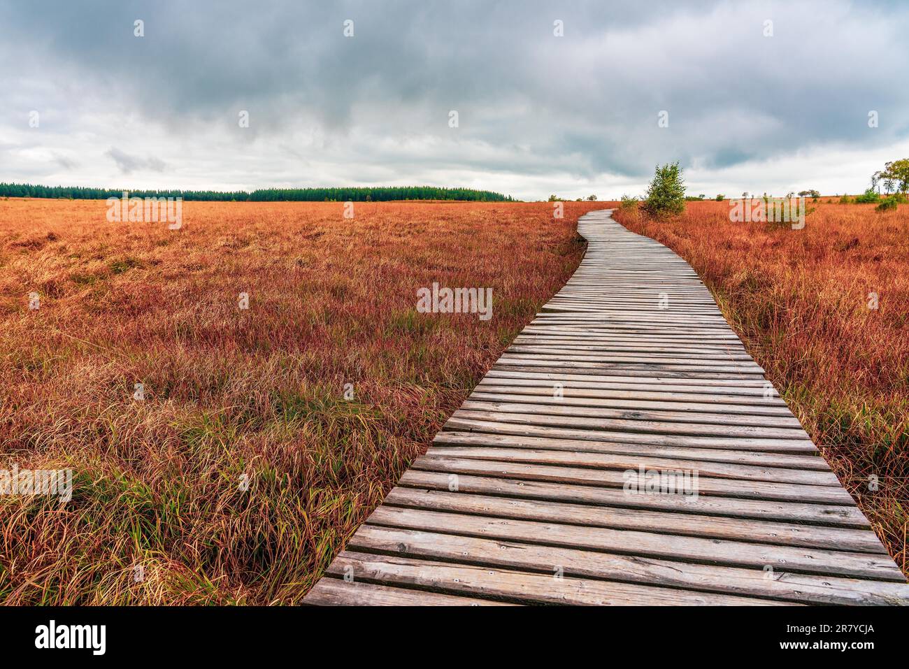 Landscape in the High Fens Nature Park in the Eifel, Belgium Stock ...