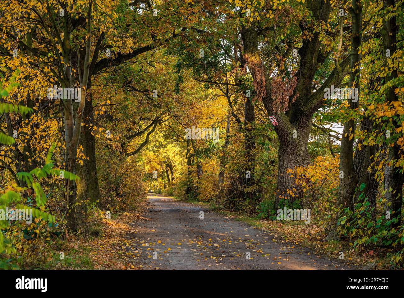Colorful autumn trees on a country lane Stock Photo - Alamy
