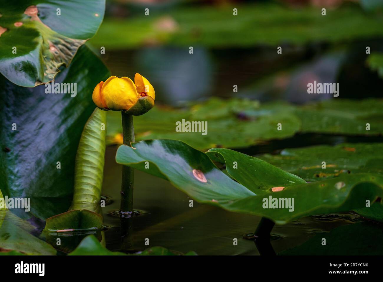 Yellow pond rose in hi-res stock photography and images - Alamy