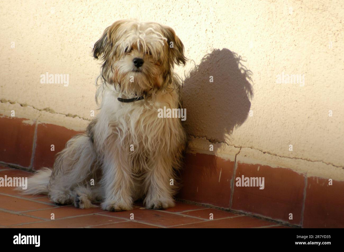 Maltese jack russell terrier hi-res stock photography and images - Alamy