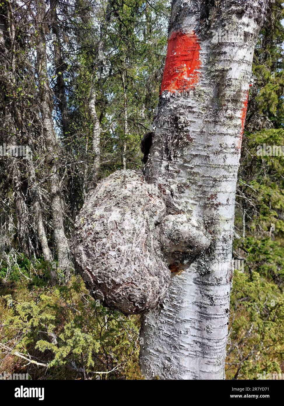 Canker (tree tumor) on a downy birch (Betula pubescens Stock Photo - Alamy