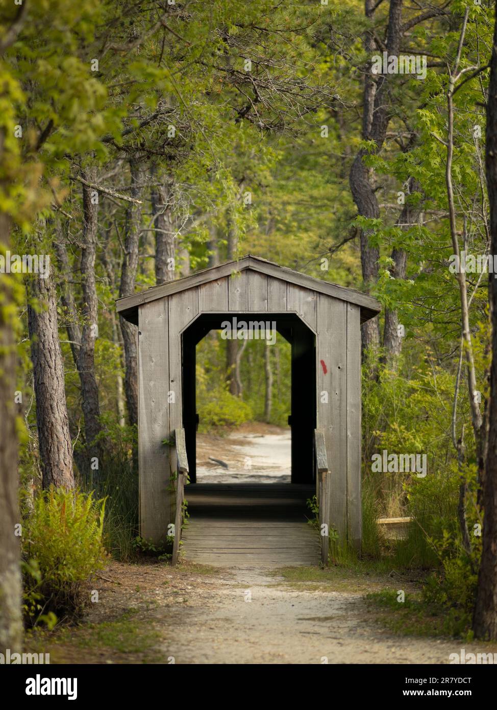A small covered bridge in a forest covered in greenery in the daylight ...