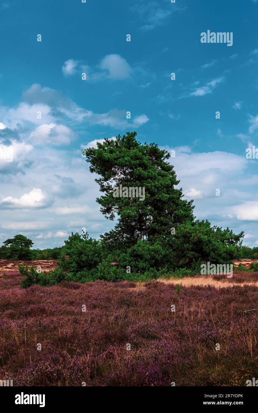 Trees on sky background, Westruper Heide in autumn, Germany Stock Photo ...