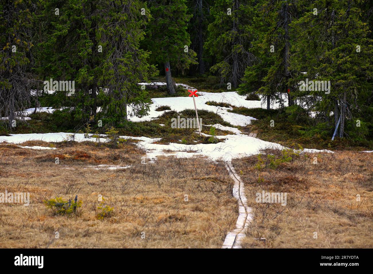 Planks leading through bog in northern Sweden, snow is blocking the way ...