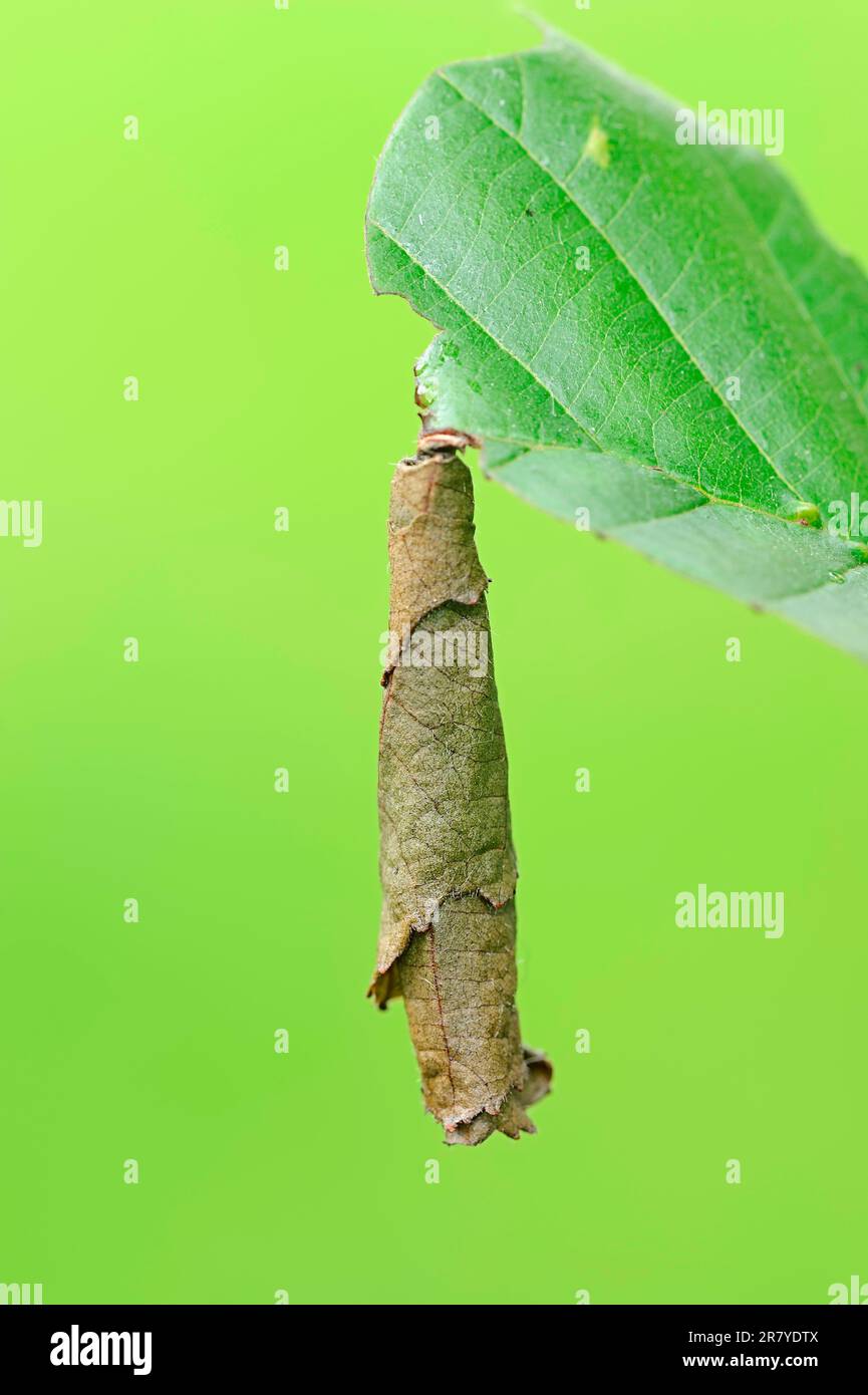 Birch leaf roller beetle hi-res stock photography and images - Alamy
