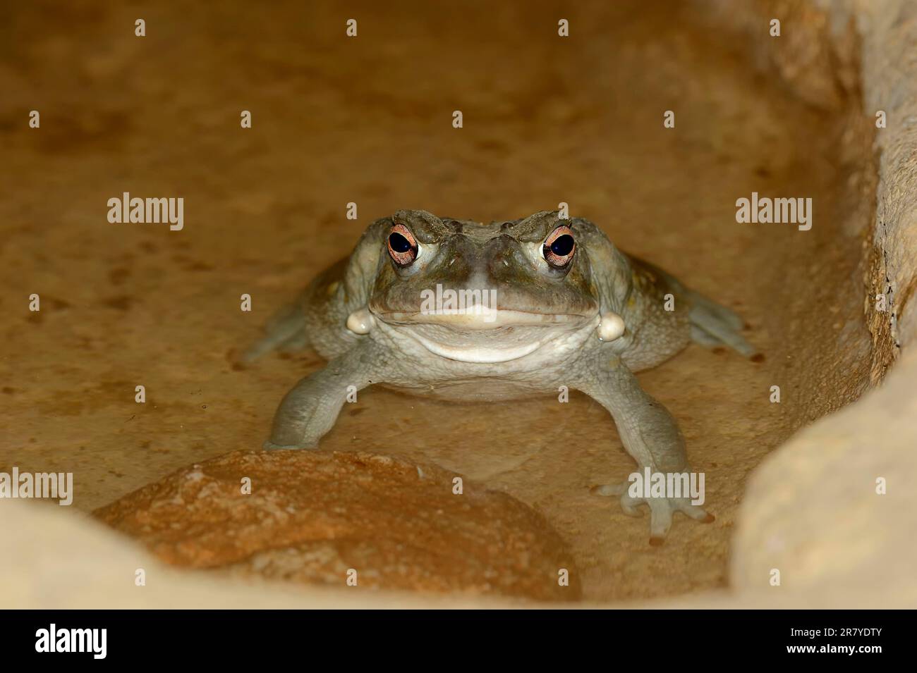 Colorado River Toad (Bufo alvarius), Sonoran Desert Toad Stock Photo ...