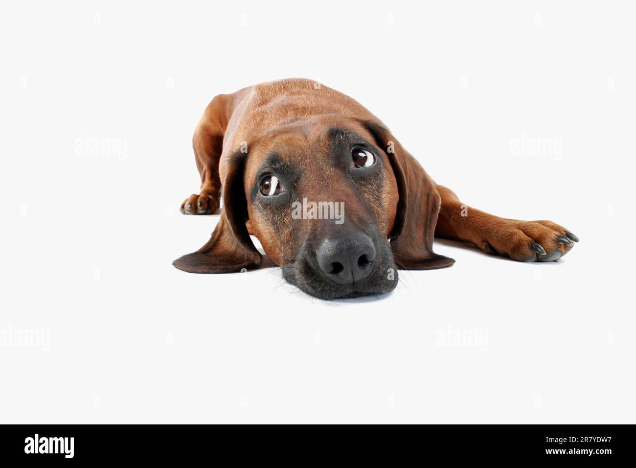 Bavarian Mountain Sweat Dog Stock Photo - Alamy