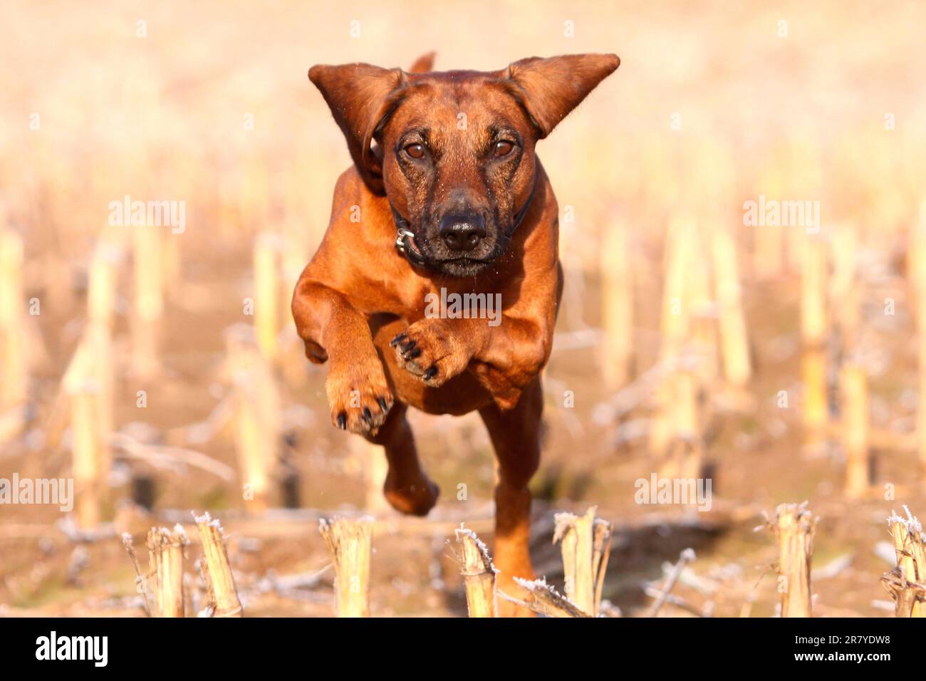 Bavarian Mountain Sweat Dog Stock Photo - Alamy