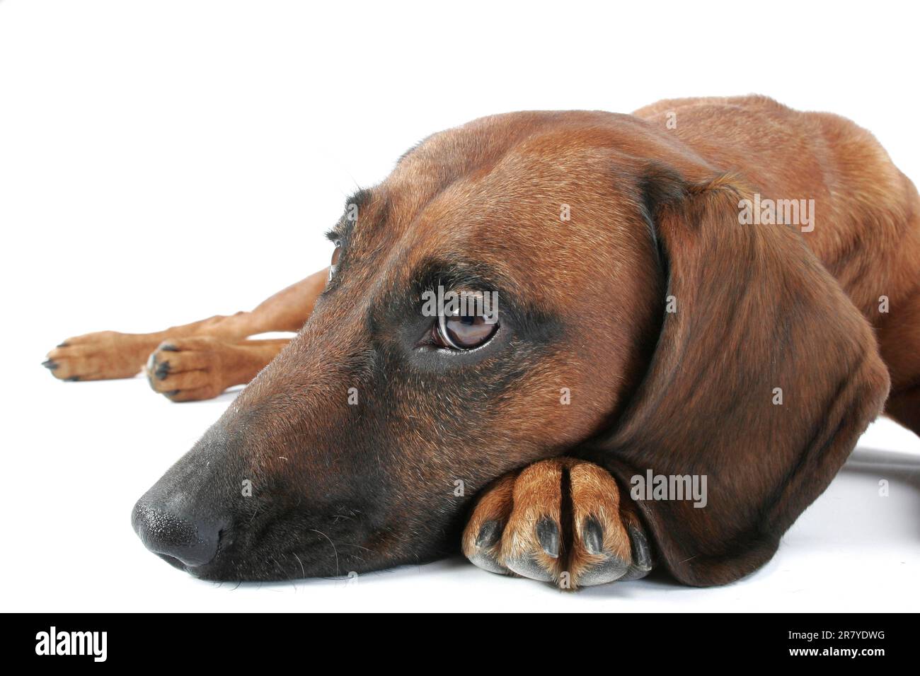 Bavarian Mountain Sweat Dog Stock Photo - Alamy