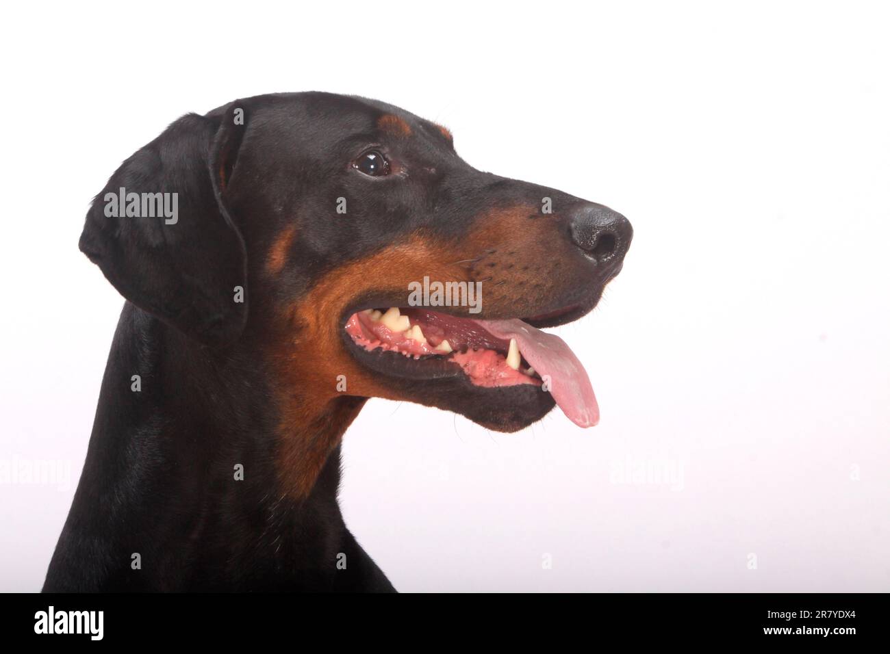 Doberman pinscher head shot hi-res stock photography and images - Alamy