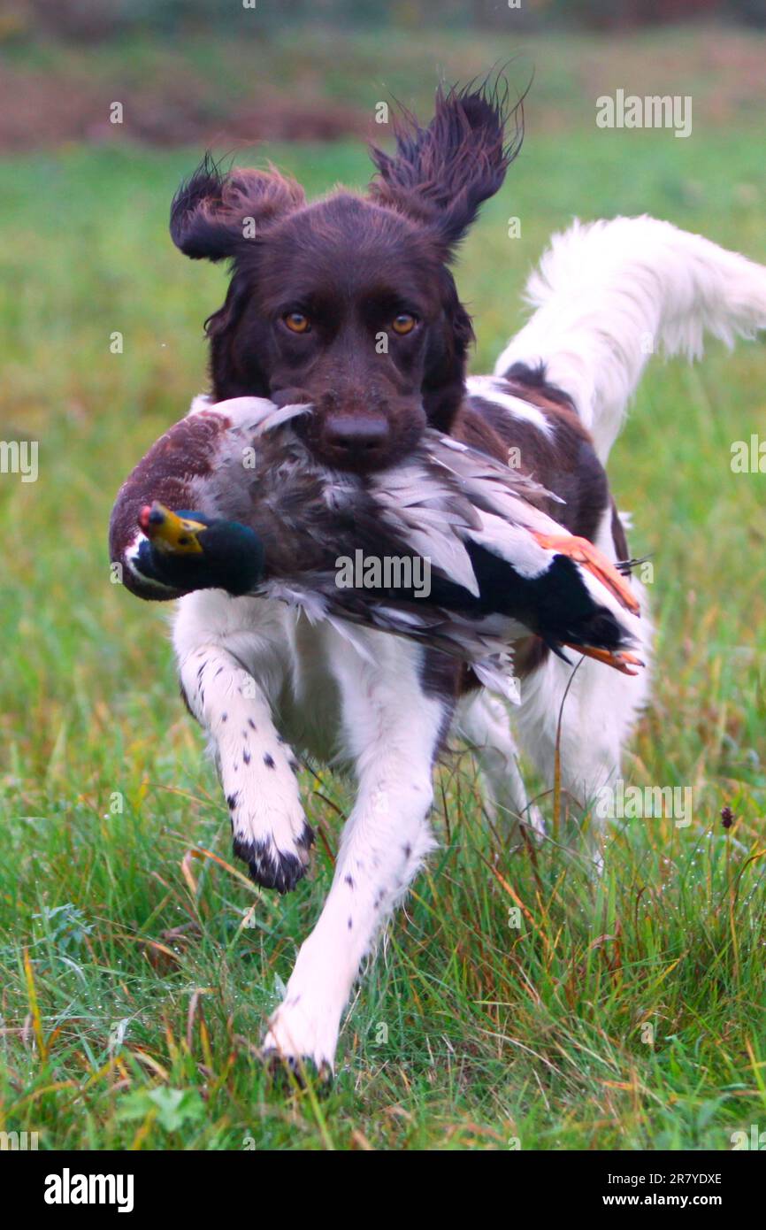 Small Munsterlander retrieves duck, Small Munsterlander, mallard duck ...