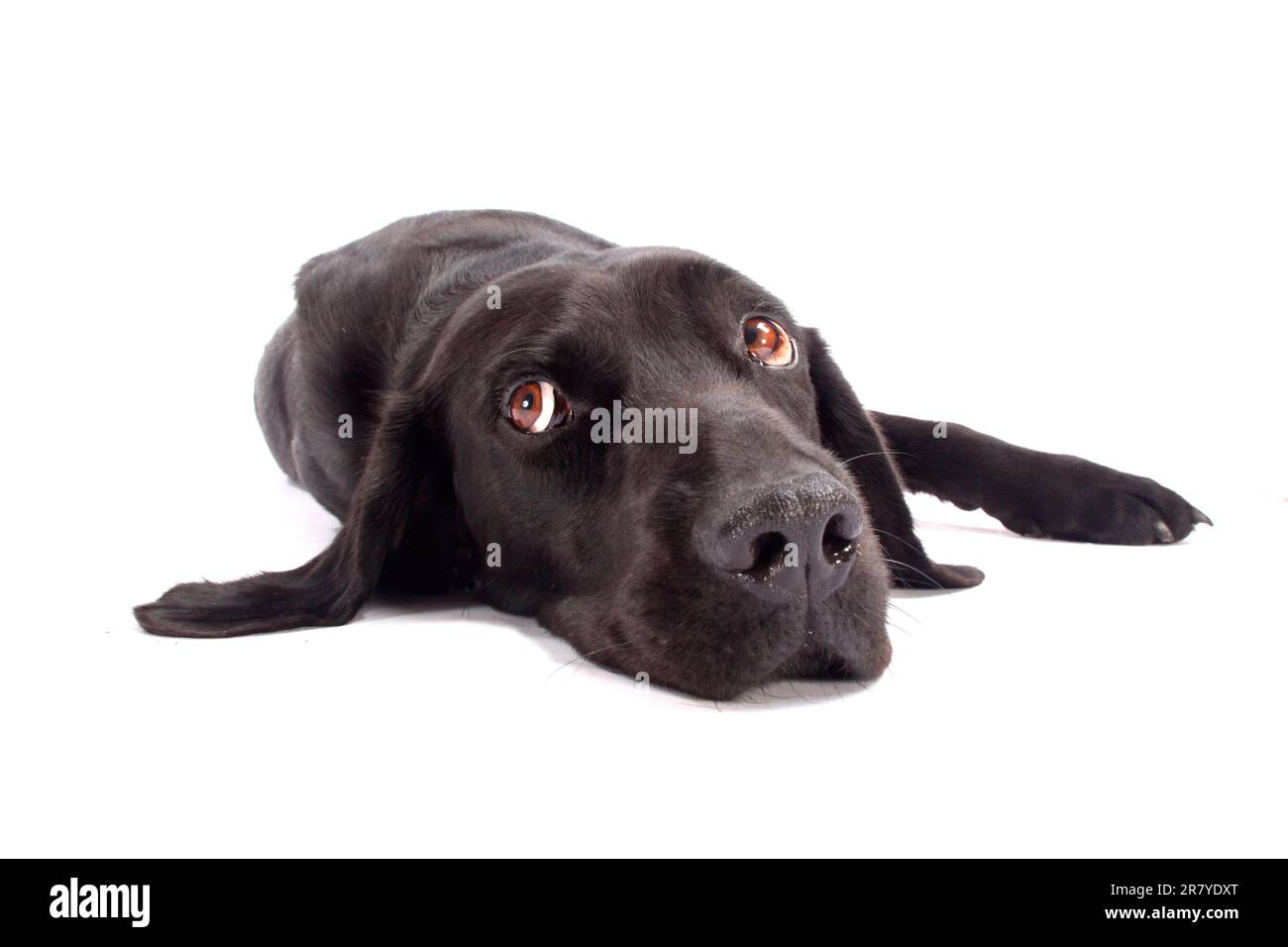 Distorted dog head hi-res stock photography and images - Alamy