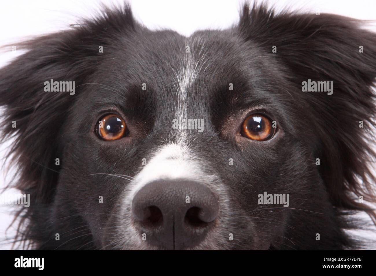 Border collie eye close up hi-res stock photography and images - Alamy