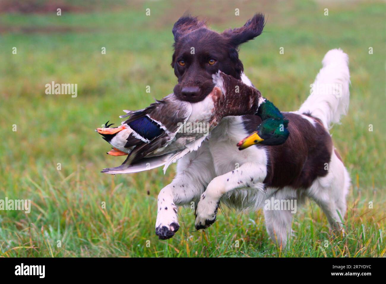 Small Munsterlander retrieves duck, Small Munsterlander, mallard duck ...