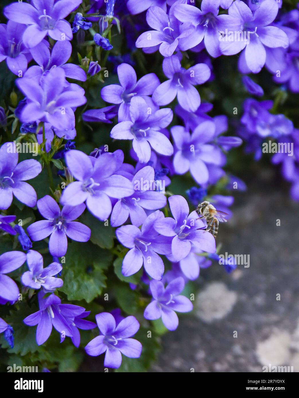 Bee looking for pollen from blue campanula flowers in a small urban ...